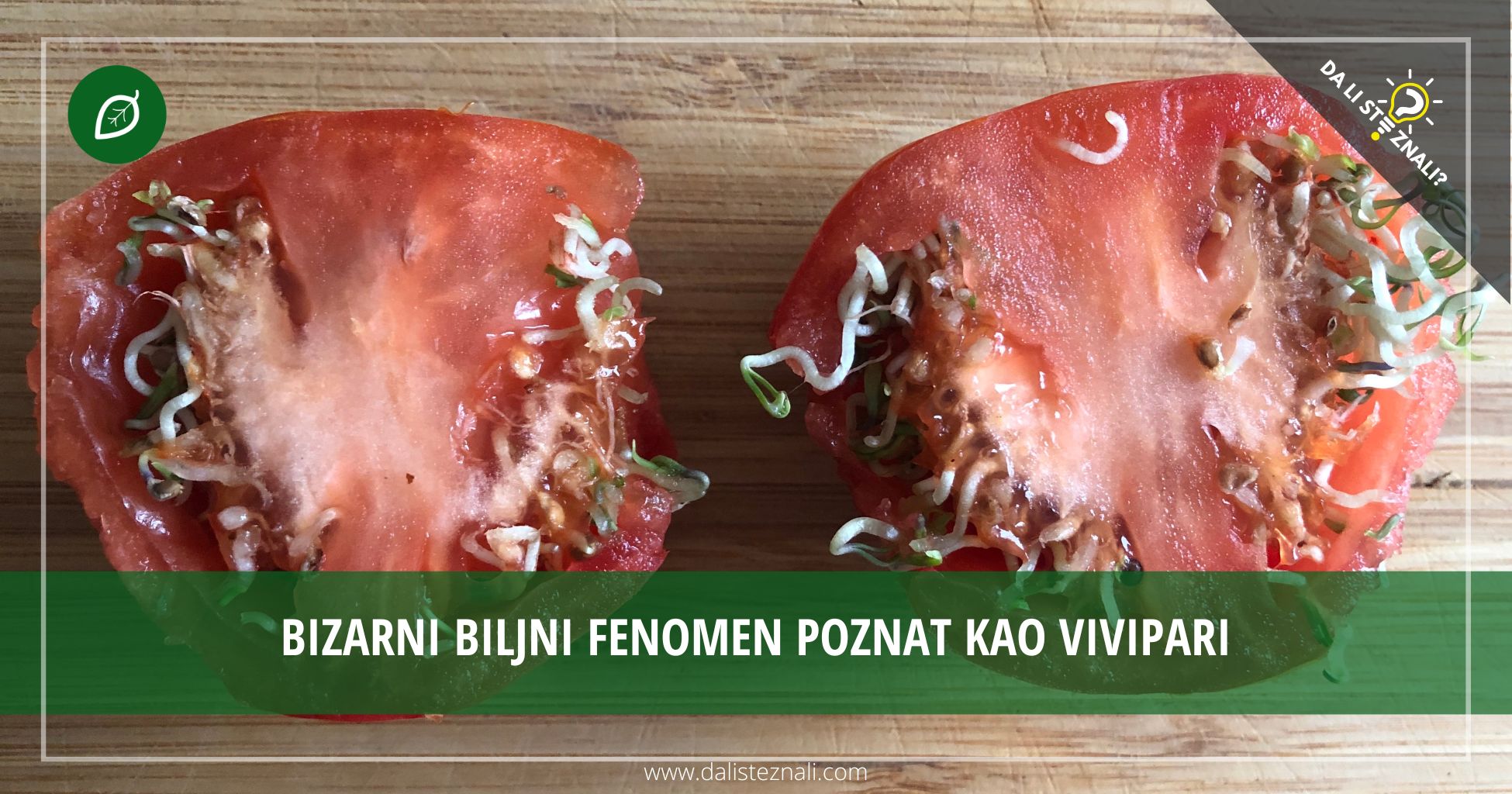 Bizarni biljni fenomen viviparija - Da li ste znali?